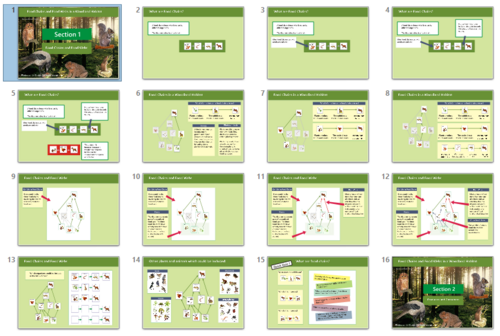 Food Chains and Food Webs - Woodlands | Teaching Resources