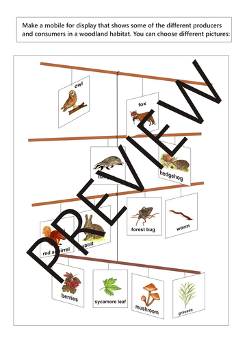 Food Chains and Food Webs - Woodlands | Teaching Resources