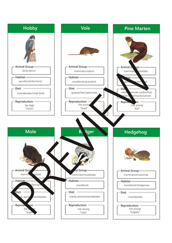Food Chains and Food Webs - Woodlands | Teaching Resources