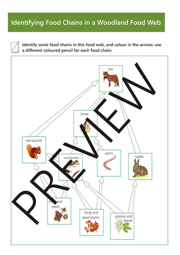Food Chains and Food Webs - Woodlands | Teaching Resources