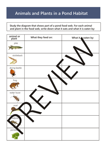 Food Chains and Food Webs - Ponds | Teaching Resources