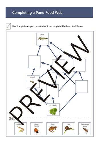 Food Chains and Food Webs - Ponds | Teaching Resources