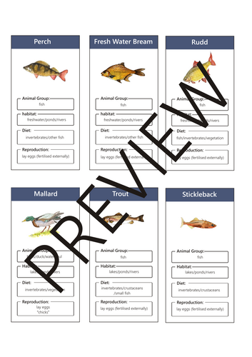 Food Chains and Food Webs - Ponds | Teaching Resources