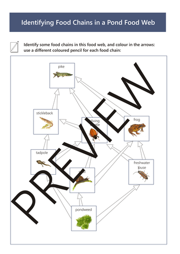 Food Chains and Food Webs - Ponds | Teaching Resources