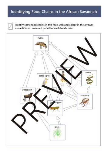 Food Chains and Food Webs - Savannah | Teaching Resources