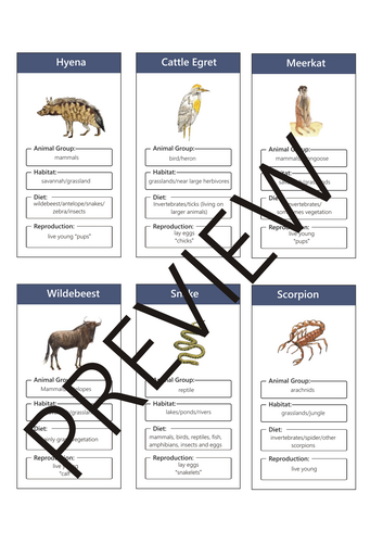 Food Chains and Food Webs - Savannah | Teaching Resources