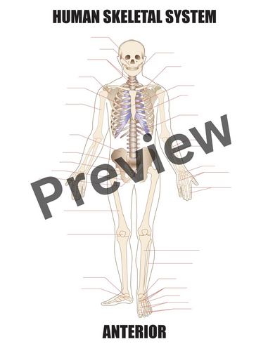 Skeletal System Worksheets & Passages | Human Skeleton Bones Diagram ...