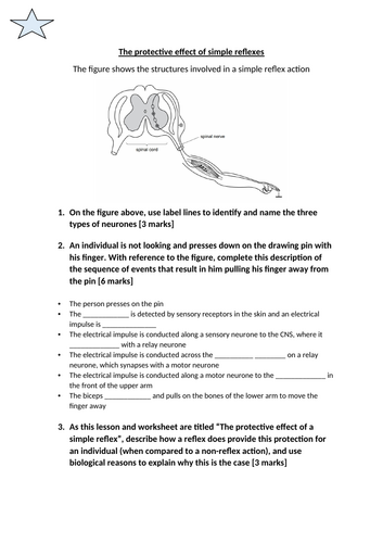 Simple reflex arc (WJEC A-level biology) | Teaching Resources