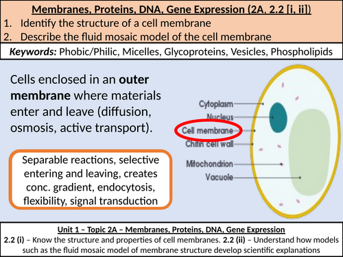 Edexcel iA Level Membranes & Proteins | Teaching Resources