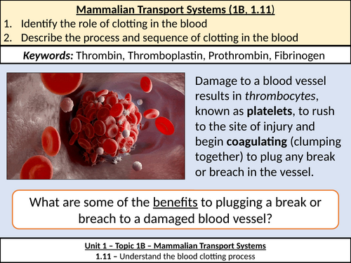 Edexcel iA Level Mammalian Transport & CVD | Teaching Resources