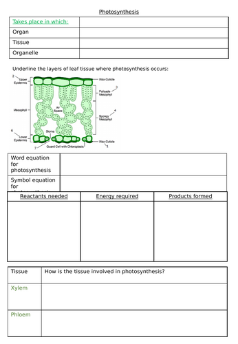 15 GCSE photosynthesis worksheets | Teaching Resources