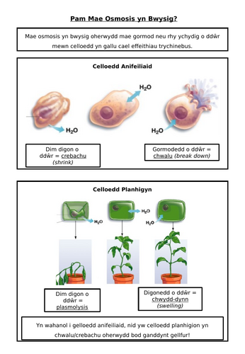 TGAU Bioleg 1.1 Celloedd a symudiad ar daws cellbilenni | Teaching ...