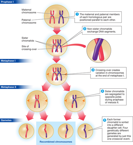 Unit 16 : Reproduction (IGCSE Biology) | Teaching Resources