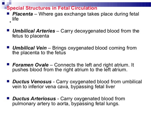 Unit 16 : Reproduction (IGCSE Biology) | Teaching Resources