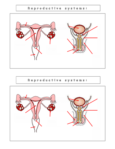 Year 8 - Reproduction - L5 Reproduction in humans | Teaching Resources