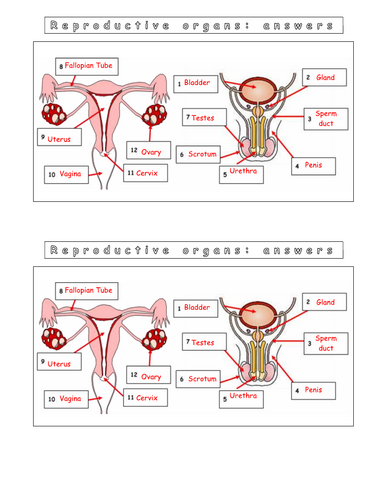Year 8 - Reproduction - L6 Gametes and Fertilisation in humans ...