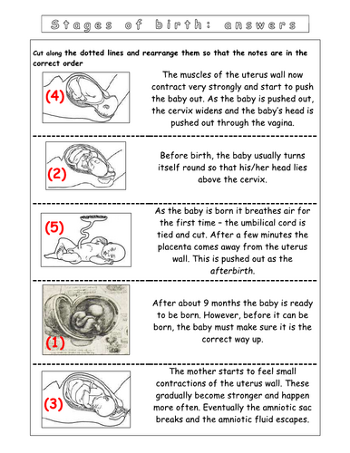 Year 8 - Reproduction - L10 Birth worksheets | Teaching Resources