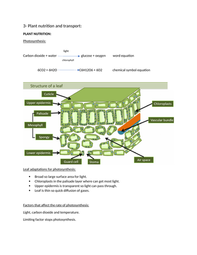 Section 3 notes: plant nutrition/photoysnthesis. IGCSE Biology ...