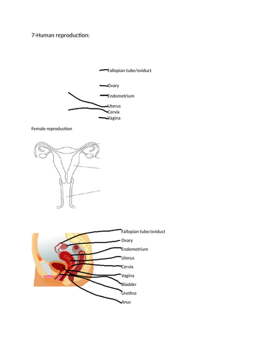Section 7 notes: reproduction (plant and human) and inheritance. IGCSE ...