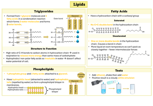 Lipids A Level Biology Revision Sheet | Teaching Resources