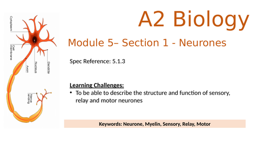 OCR A Level Biology - Muscles and Nervous System | Teaching Resources