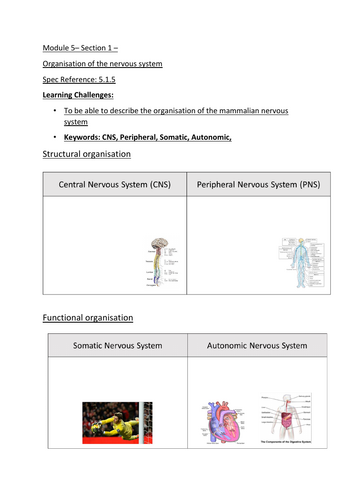 OCR A Level Biology - Muscles and Nervous System | Teaching Resources