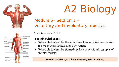 OCR A Level Biology - Muscles and Nervous System | Teaching Resources