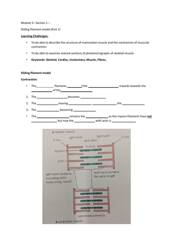 OCR A Level Biology - Muscles and Nervous System | Teaching Resources