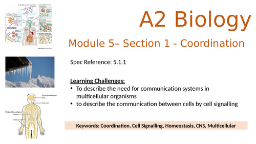 OCR A Level Biology - Muscles and Nervous System | Teaching Resources