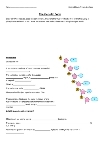 OCR A level Biology - DNA and Protein Synthesis | Teaching Resources