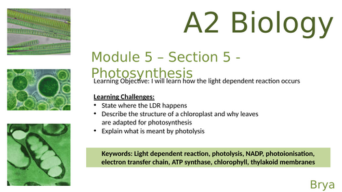 OCR A level Biology - Photosynthesis | Teaching Resources