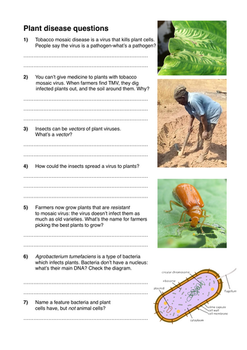 AQA plant disease worksheet, biology 9-1 GCSE | Teaching Resources