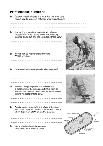 AQA plant disease worksheet, biology 9-1 GCSE | Teaching Resources
