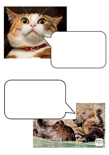 Animal meme speech bubbles for continuous provision | Teaching Resources