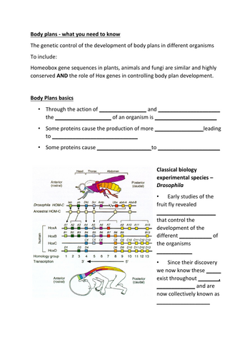 OCR A Level Biology - Genetics and DNA Technology | Teaching Resources