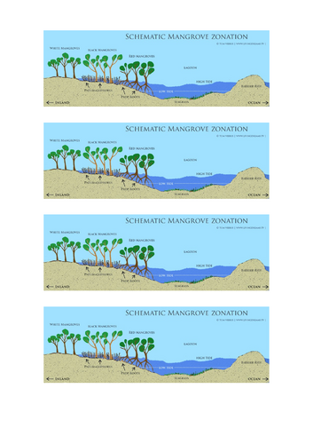 IB Geography Option B - Oceans & Coastal Margins (complete unit ...
