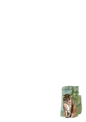 Non-chronological report writing paper Forest Animals | Teaching Resources