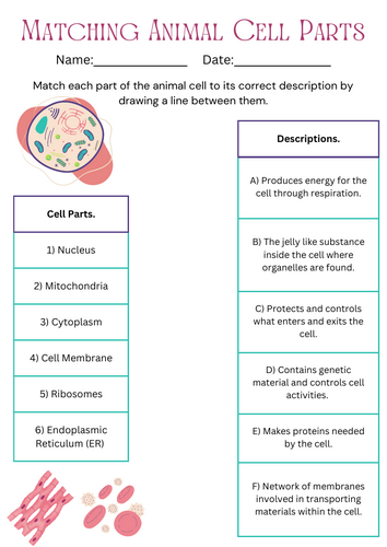 Matching Animal Cell Parts Worksheet | Teaching Resources