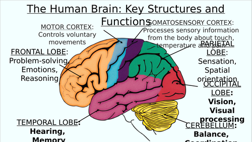 Free Classroom Poster: The Human Brain - Key Structures and Functions ...