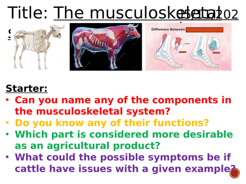 Musculoskeletal System: A Lesson on Animal Anatomy | Teaching Resources
