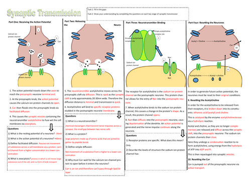 A Level Biology Synaptic Transmission Worksheet | Teaching Resources