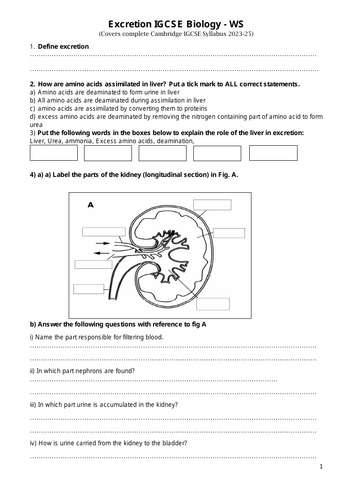 Excretion in humans IGCSE Biology Worksheet & answer key | Teaching ...