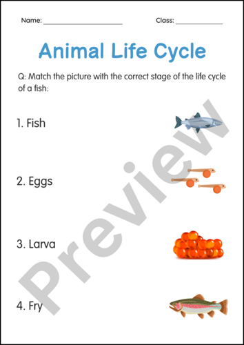 Printable Animals Life Cycle Activity Worksheets for Grade 1, 2, 3 ...