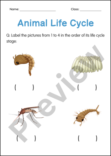 Printable Animals Life Cycle Activity Worksheets for Grade 1, 2, 3 ...