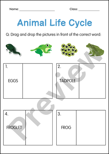 Printable Animals Life Cycle Activity Worksheets for Grade 1, 2, 3 ...