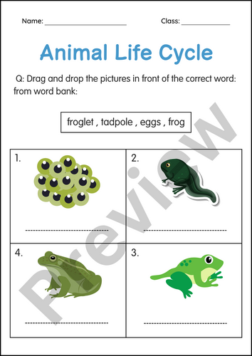 Printable Animals Life Cycle Activity Worksheets for Grade 1, 2, 3 ...