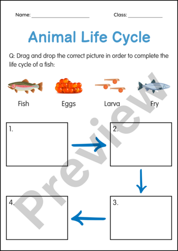 Printable Animals Life Cycle Activity Worksheets for Grade 1, 2, 3 ...