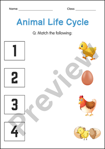 Printable Animals Life Cycle Activity Worksheets for Grade 1, 2, 3 ...