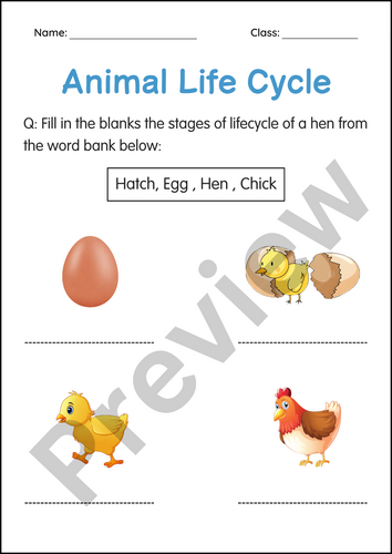 Printable Animals Life Cycle Activity Worksheets for Grade 1, 2, 3 ...