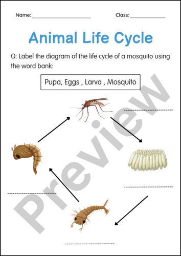 Printable Animals Life Cycle Activity Worksheets for Grade 1, 2, 3 ...